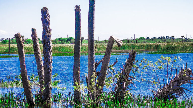 Viera Wetlands - Dead Palm Tree Wallpaper - TropicWallpapers