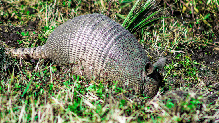 armadillo - 4k wallpaper - TropicWallpapers